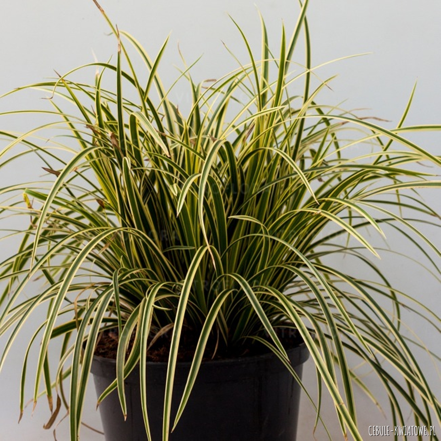 Turzyca Japońska Vanilla Ice 1 szt. - Cebule-kwiatowe.pl