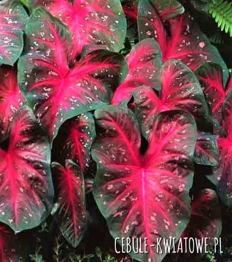 Caladium - Kaladium Royal Flush 1 szt. - cebule-kwiatowe.pl