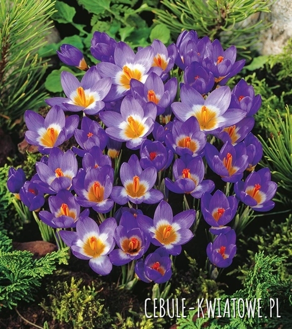 Krokus Wiosenny Tricolor 10 szt. - Cebule-kwiatowe.pl