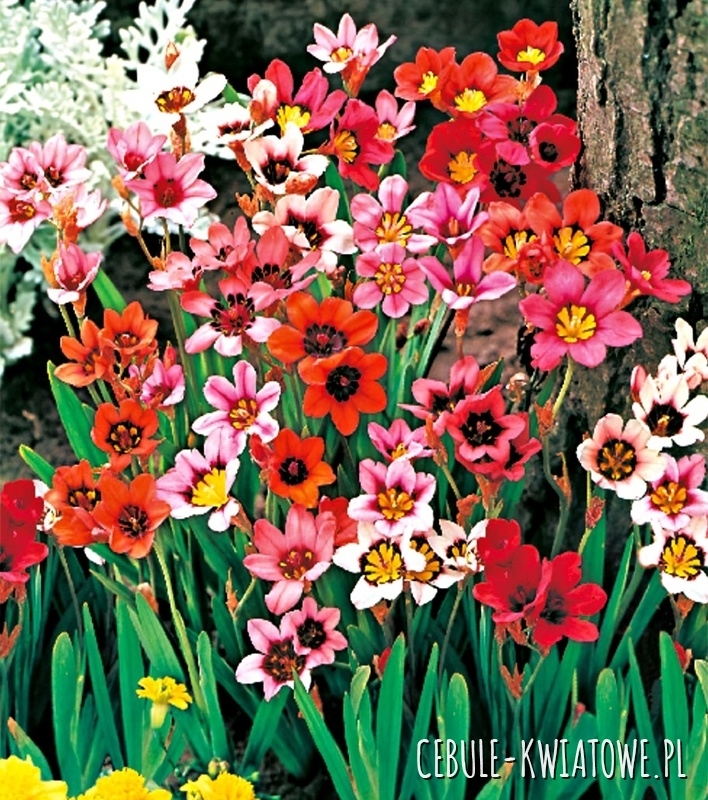 Sparaxis Sparaksis Mix 20 szt. - Cebule-kwiatowe.pl