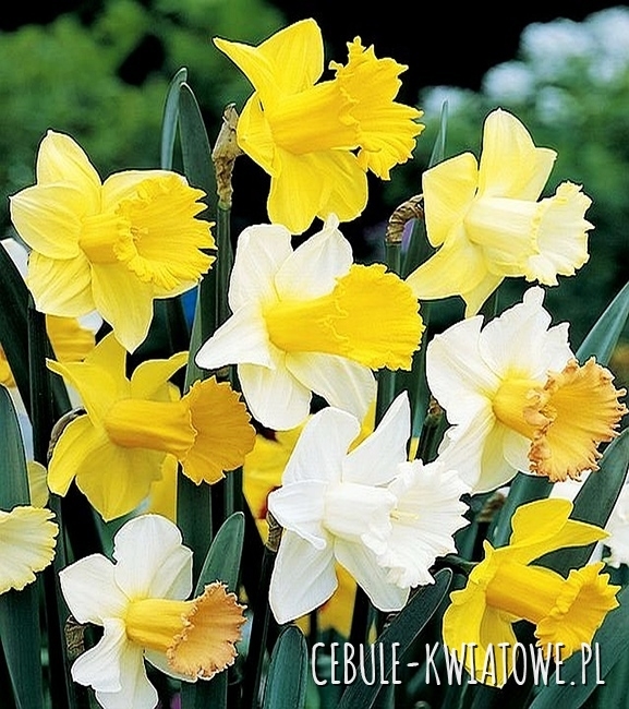 Narcyz Trąbkowy Mix 10 szt. - Cebule-kwiatowe.pl