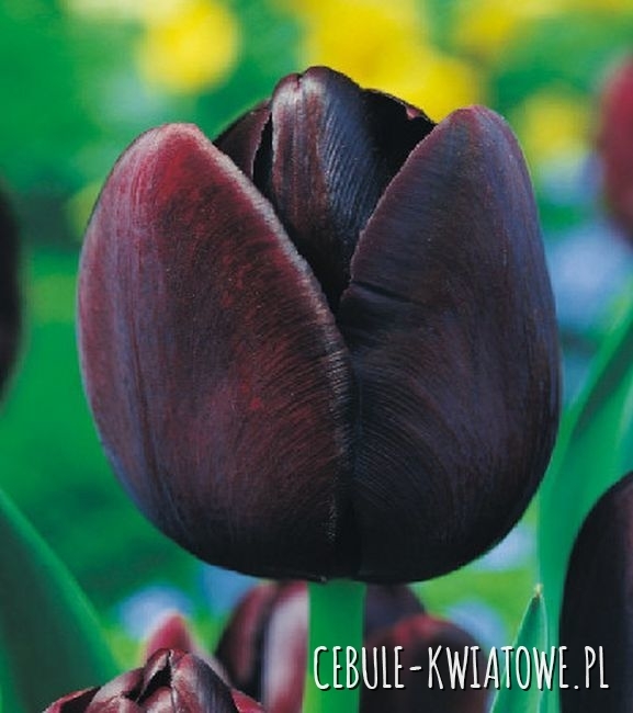 Tulipan Queen Of Night 30 szt. - Cebule-kwiatowe.pl