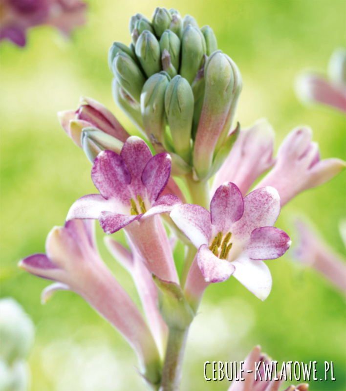 Polianthes Tuberosa - Tuberoza Cinderella 1 szt. - cebule-kwiatowe.pl