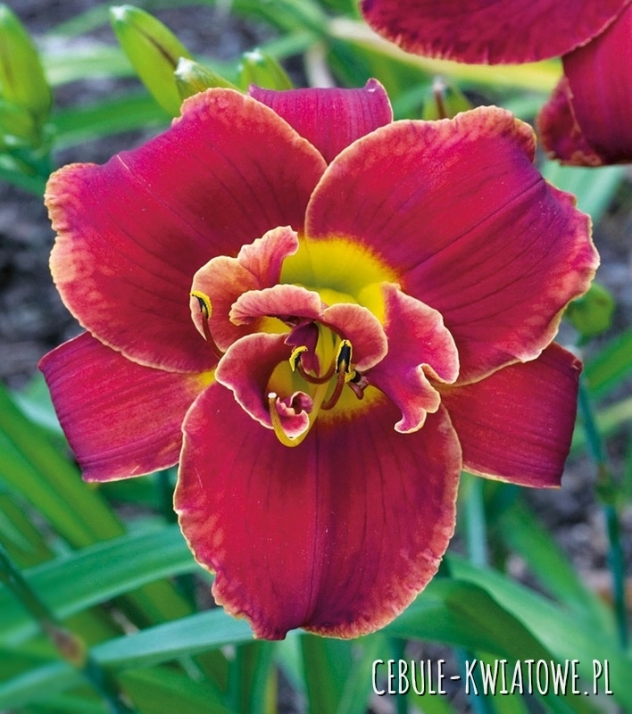 Hemerocallis Liliowiec Highland Lord 1 szt. - Cebule-kwiatowe.pl