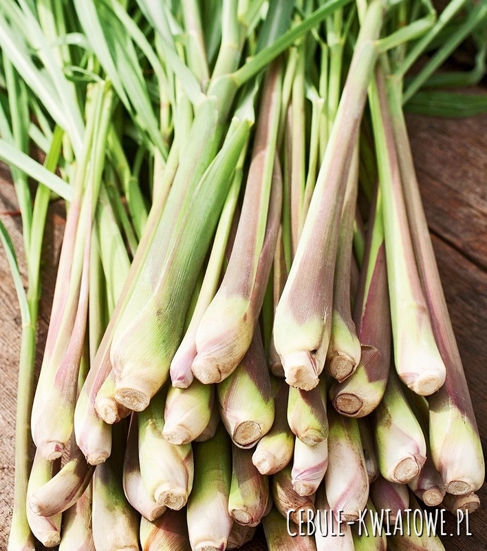Trawa Cytrynowa - aromatyczna - Cebule-kwiatowe.pl