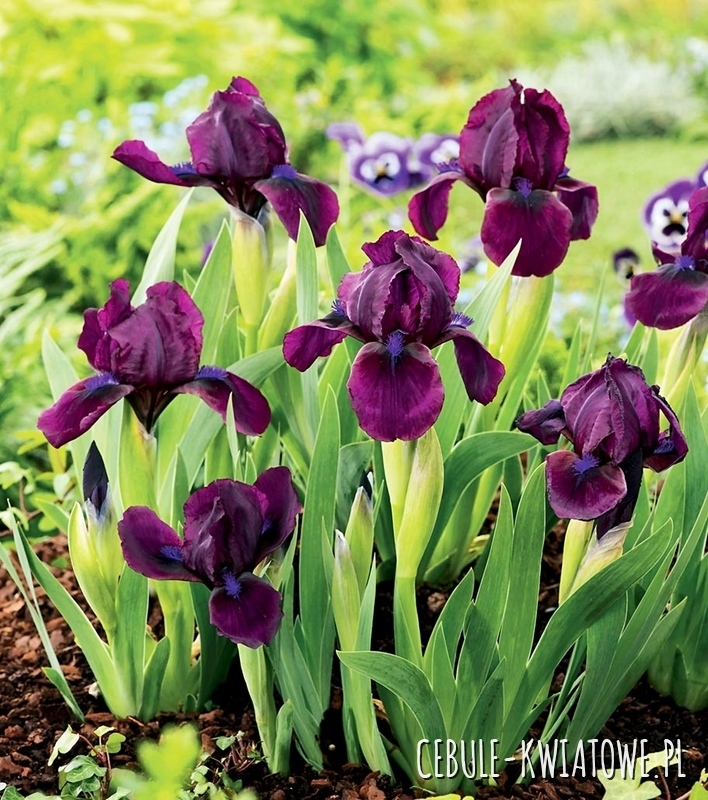 Irys Pumila - Niski Cherry Garden 1 szt. - cebule-kwiatowe.pl