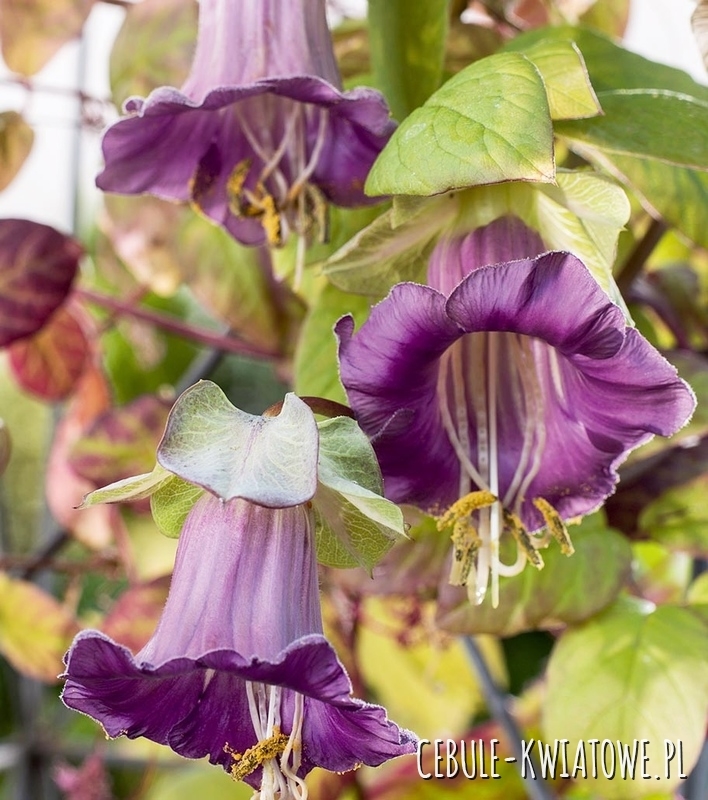 Kobea Pnąca Niebieska - Cebule-kwiatowe.pl