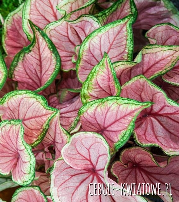 Caladium - Kaladium Florida Sweetheart 1 szt. - Cebule-kwiatowe.pl
