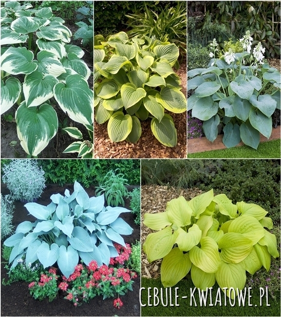 Zestaw Hosta-Funkia 6 I wybór - Cebule-kwiatowe.pl