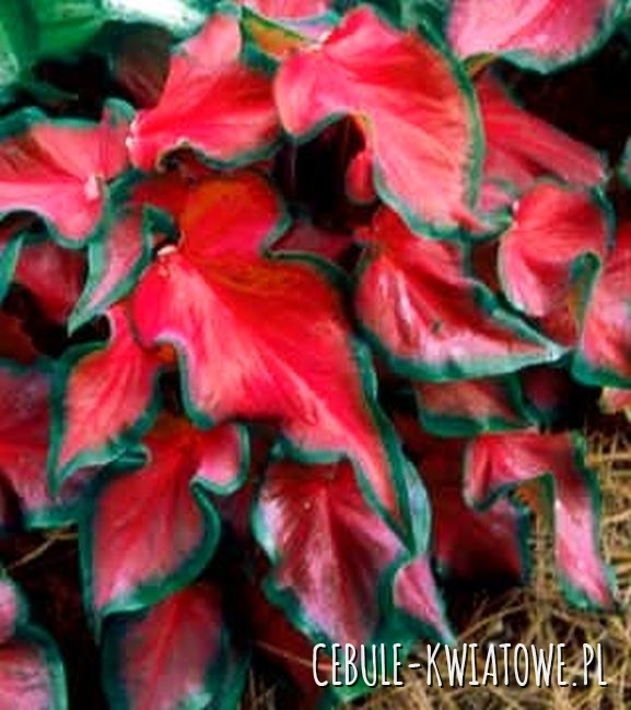 Caladium - Kaladium Red Ruffles 1 szt. - Cebule-kwiatowe.pl
