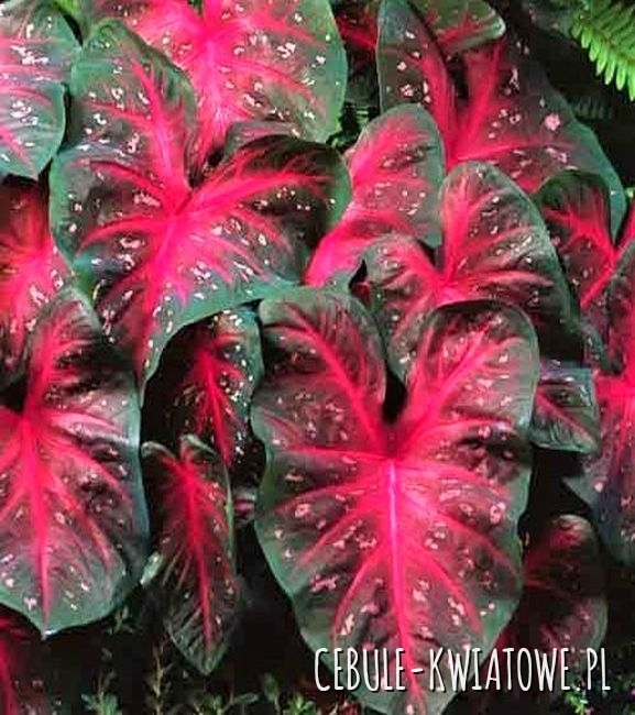 Caladium - Kaladium Royal Flush 1 szt. - Cebule-kwiatowe.pl