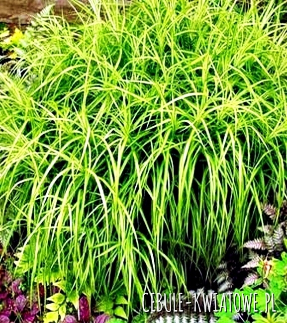 Turzyca Aureovariegata 1 szt. - cebule-kwiatowe.pl