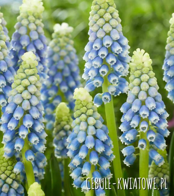 Muscari - Szafirek Julia 10 szt. - Cebule-kwiatowe.pl
