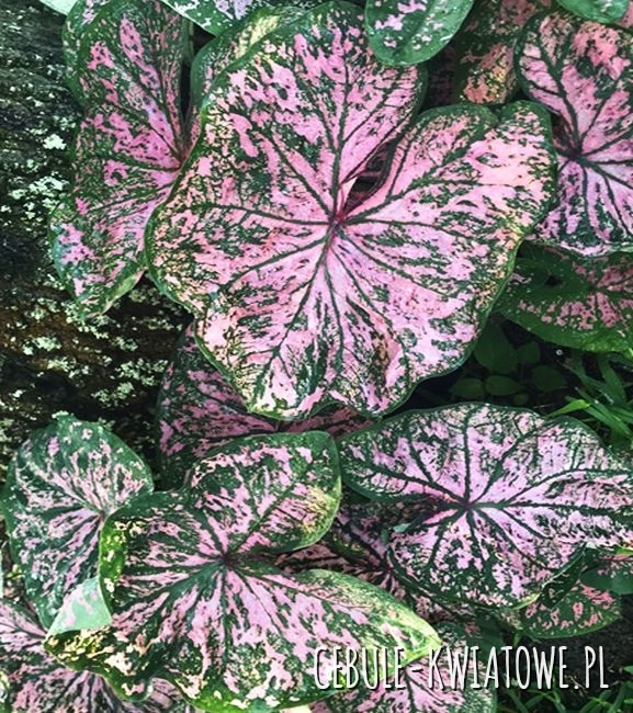 Caladium - Kaladium Florida Elise 1 szt. - cebule-kwiatowe.pl