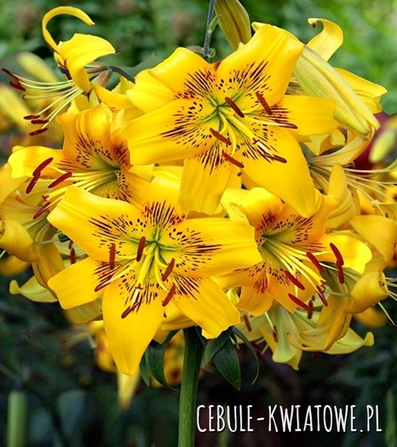 Lilia Tygrysia Yellow Bruse 1 szt. - cebule-kwiatowe.pl