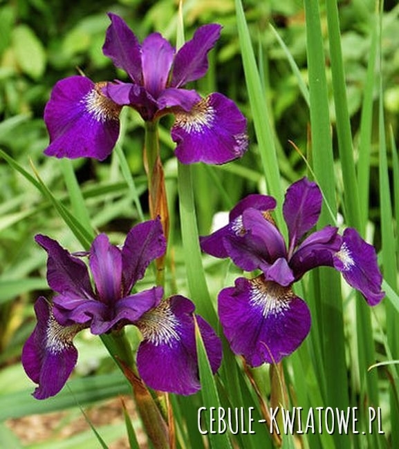 Irys Syberyjski Hubbard 1 szt. - Cebule-kwiatowe.pl
