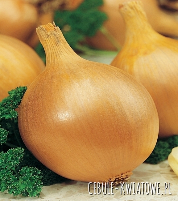 Cebula Efekt - późna, do przechowywania - Cebule-kwiatowe.pl
