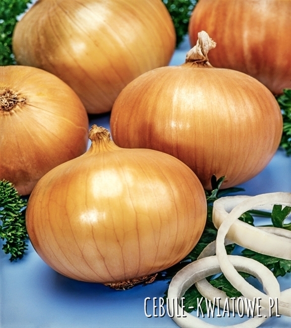 Cebula Irka - średniowczesna - Cebule-kwiatowe.pl