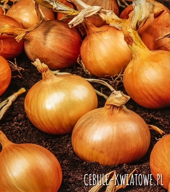 Cebula Majka - wysoko plonująca, wczesna - Cebule-kwiatowe.pl