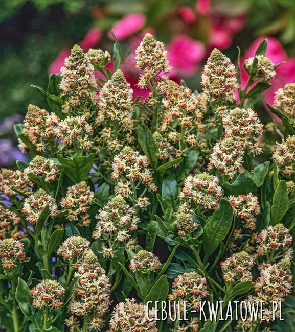 Rezeda Wonna roślina pachnąca - Cebule-kwiatowe.pl