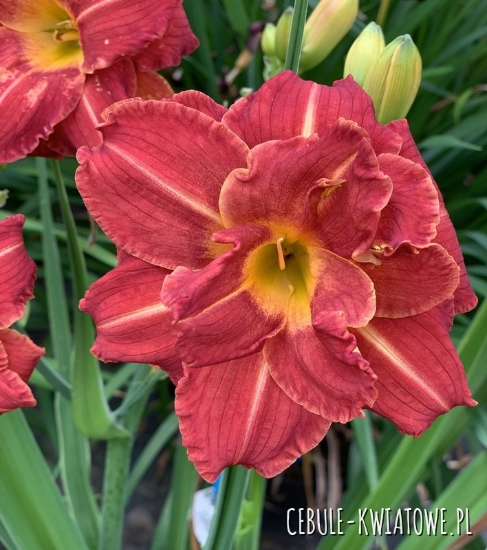 Hemerocallis - Liliowiec Booby Ruby 1 szt. - Cebule-kwiatowe.pl