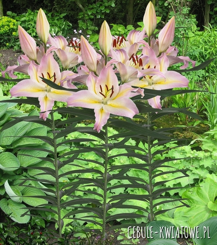 Lilia Orientalna Hocus Pocus 1 szt. - Cebule-kwiatowe.pl