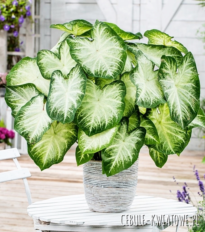 Caladium - Kaladium Aaron 1 szt. - Cebule-kwiatowe.pl