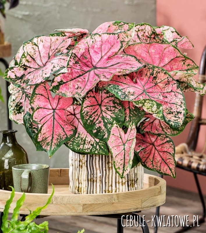 Caladium - Kaladium Festivia 1 szt. - cebule-kwiatowe.pl