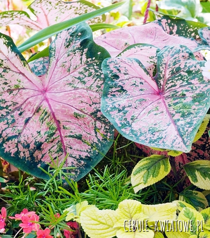 Caladium - Kaladium Fire Chief 1 szt. - Cebule-kwiatowe.pl