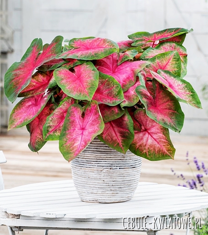 Caladium - Kaladium John Peed 1 szt. - cebule-kwiatowe.pl