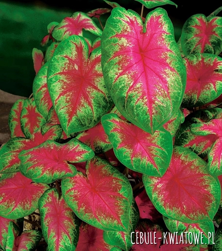 Caladium - Kaladium Kathleen 1 szt. - Cebule-kwiatowe.pl