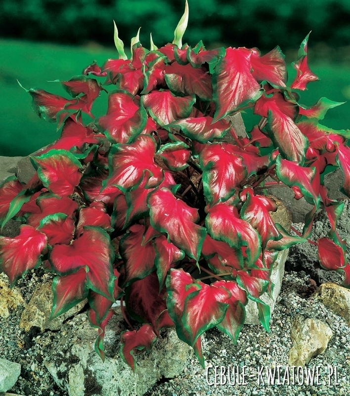 Caladium - Kaladium Red Frill 1 szt. - Cebule-kwiatowe.pl