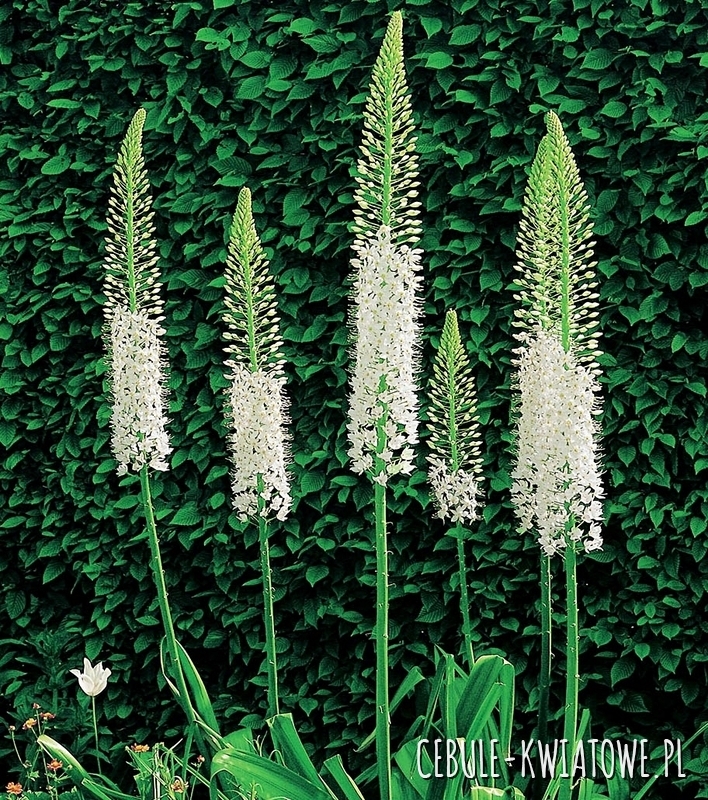 Eremurus - Pustynnik Line Dance Himalaicus 1 szt. - Cebule-kwiatowe.pl