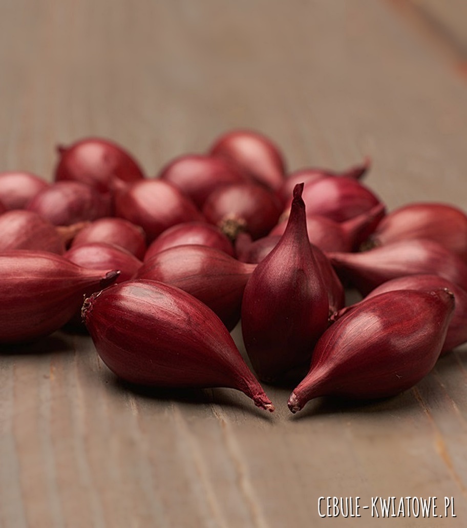 Cebula Red Baron - Nasiona - Cebule-kwiatowe.pl