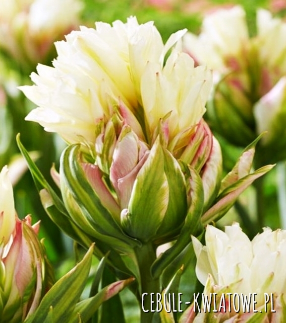 Tulipan Fostera Mystery Valley 5 szt. - Cebule-kwiatowe.pl