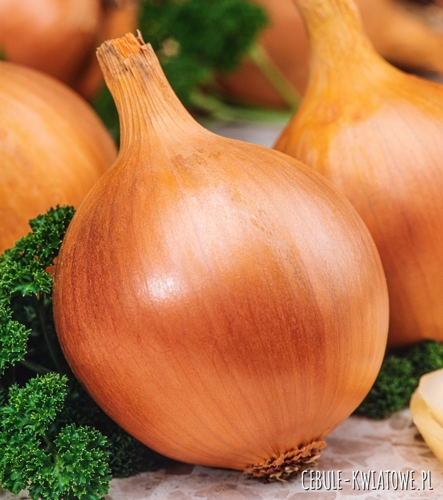 Cebula Eureka do długiego przechowania późna - Cebule-kwiatowe.pl