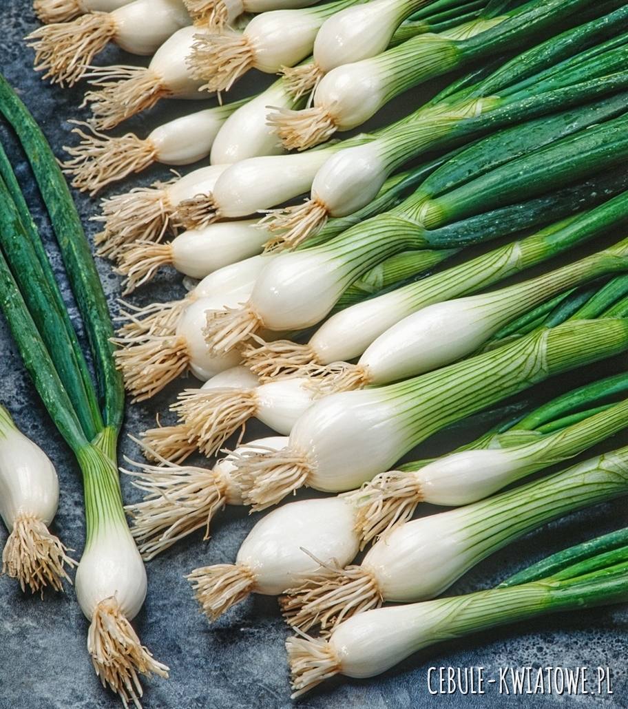 Cebula Siedmiolatka Wita delikatna na szczypior - Cebule-kwiatowe.pl