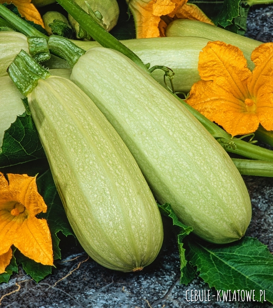 Dynia Zwyczajna Cukinia Grey Zucchini - Cebule-kwiatowe.pl