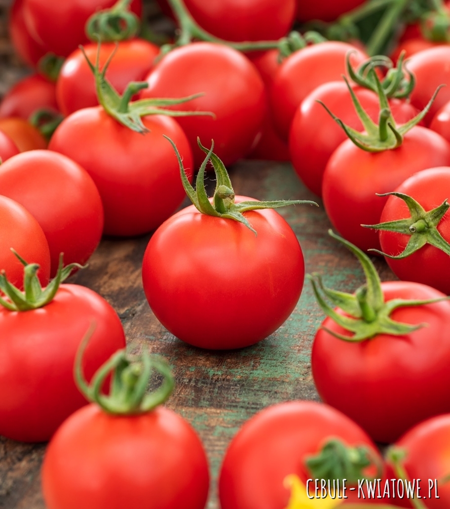 Pomidor Gruntowy Hubal śr. wczesny duże owoce - Cebule-kwiatowe.pl