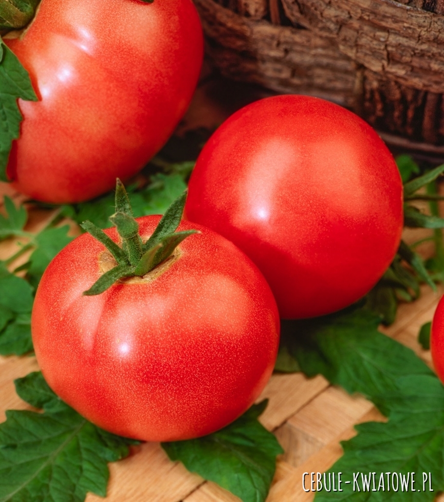 Pomidor Gruntowy Szach wczesny do bezpośredniego spożycia - Cebule-kwiatowe.pl
