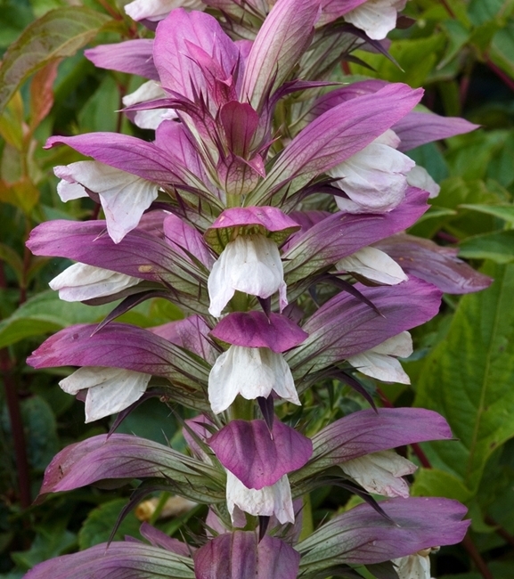 Akant miękki bylina - Cebule-kwiatowe.pl