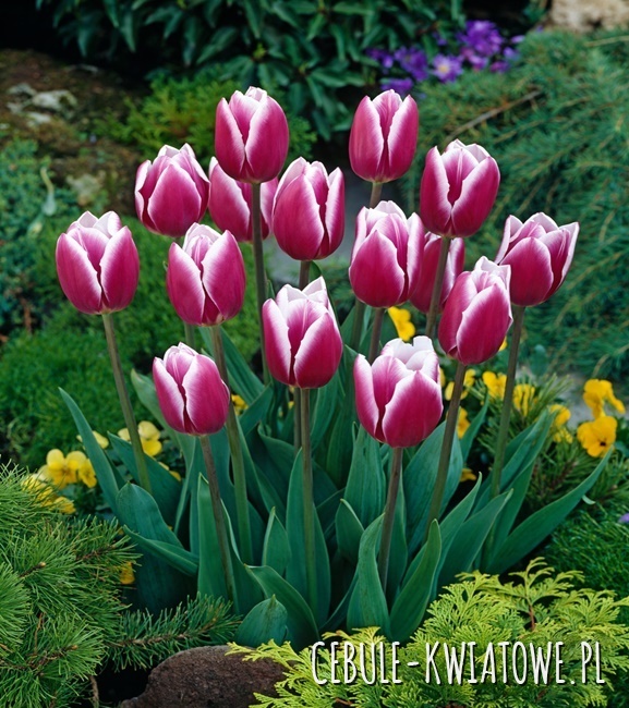 Tulipan Triumph Synaeda Blue 5 szt. - Cebule-kwiatowe.pl