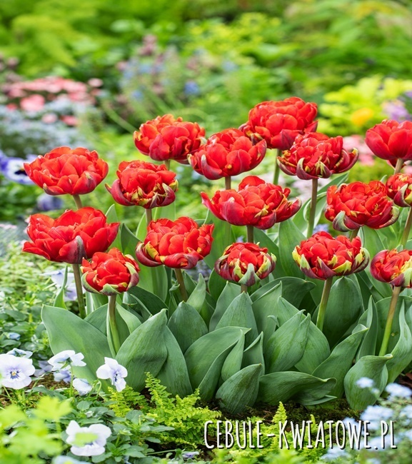 Tulipan Pełny Bombastic Red 5 szt. - Cebule-kwiatowe.pl
