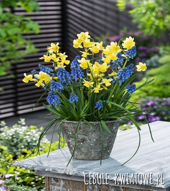 Kompozycja szeroki uśmiech 15 szt - Cebule-kwiatowe.pl