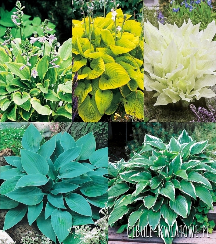 Zestaw Hosta Funkia 2 I wybór - Cebule-kwiatowe.pl