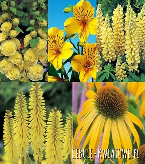 Kolekcja Wiosenna Byliny Yellow - Cebule-kwiatowe.pl