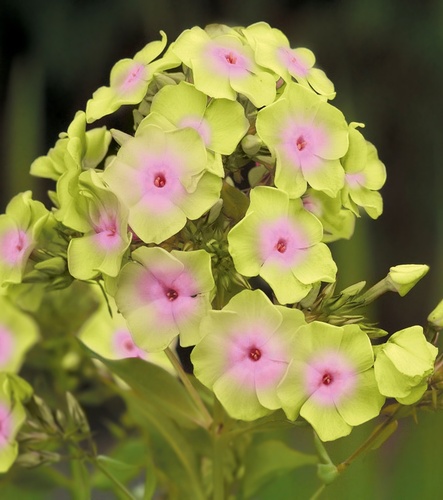 Phlox – Płomyk Floks wiechowaty sadzonki i kłącza floksa - Cebule ...