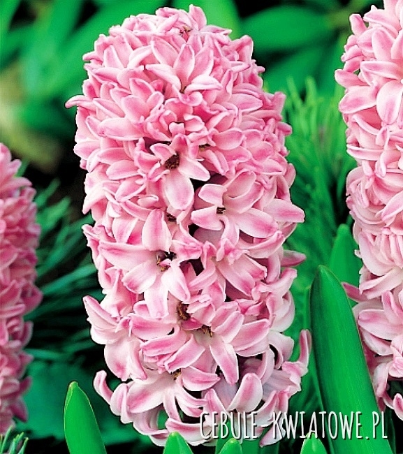 Hiacynt Splendid Cornelia 3 szt. - Sadzonki Kanny Paciorecznika ...