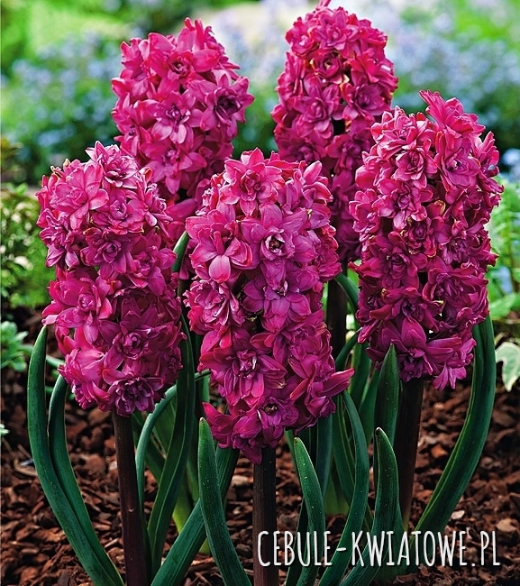 Hiacynt Pełny Red Diamond 1 szt. - Sadzonki Jagód - Cebule-kwiatowe.pl