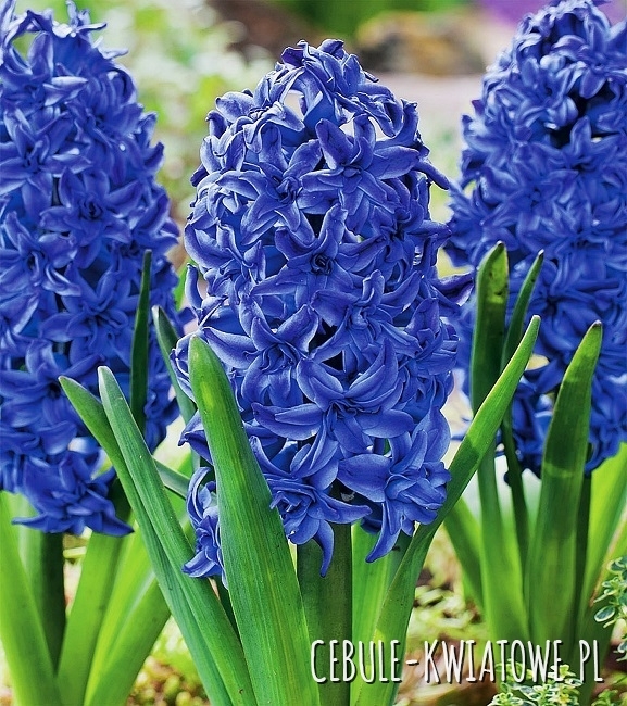 Hiacynt Pełny Crystal Palace 1 szt. - Sadzonki Dalii Kaktusowych ...